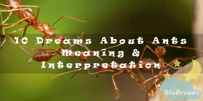 10 Dreams About Ants : Meaning & Interpretation