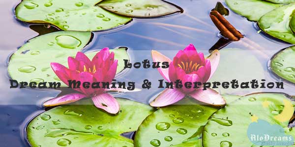 #28 Lotus – Dream Meaning & Interpretation