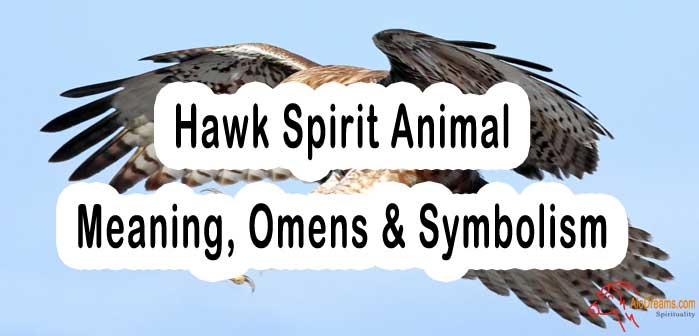 #55 Hawk Spirit Animal – Meaning, Omens & Symbolism