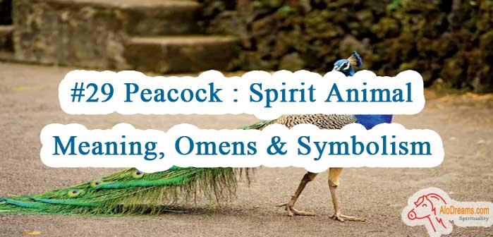 #29 Peacock : Spirit Animal – Meaning, Omens & Symbolism